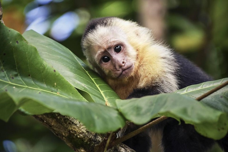 Scientists Create Human-Monkey Hybrid Embryos, Ethics Questions Abound ...